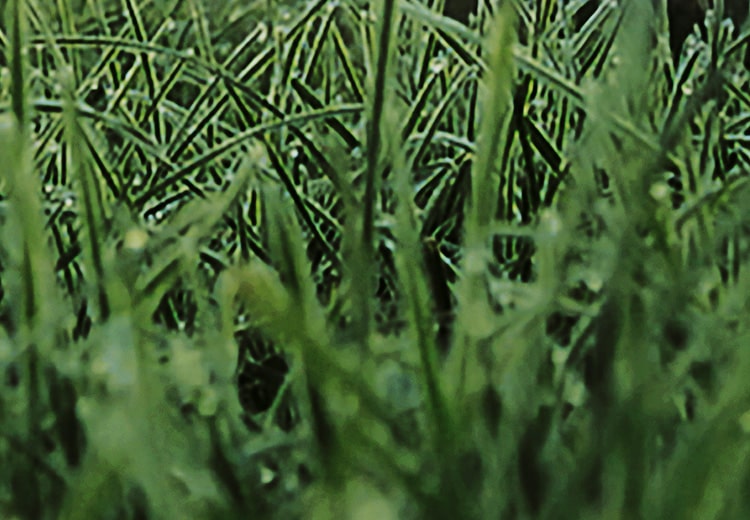 Dairy cattle | Waitrose & Partners