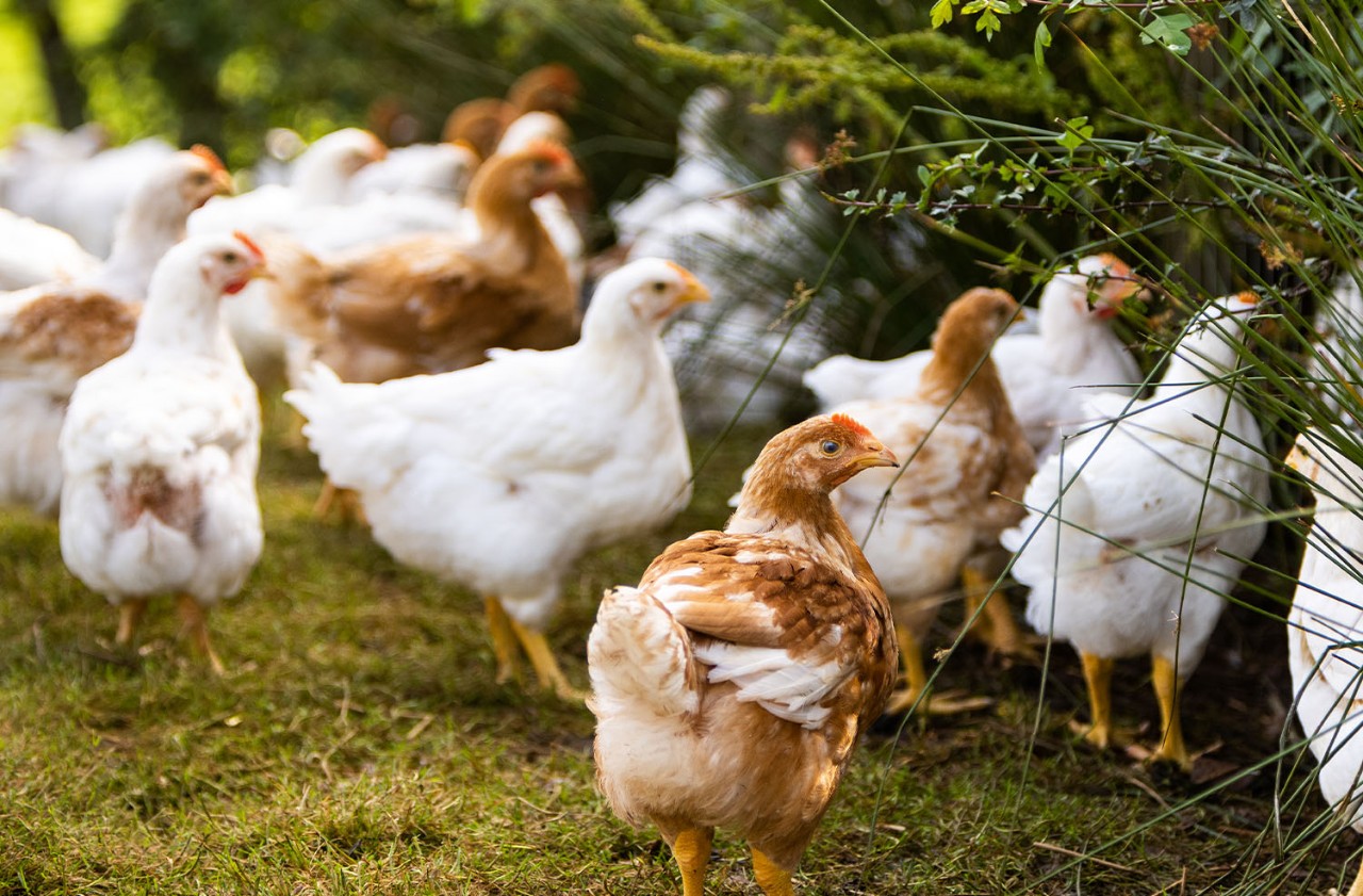 Chicken | Waitrose & Partners