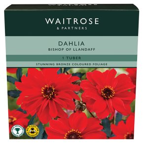 Waitrose Dahlia Bishop of Llandaff Tuber | Waitrose & Partners