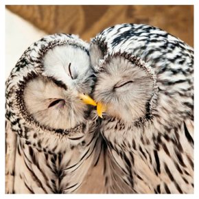 Loving Owls | Waitrose & Partners