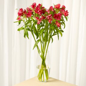 Waitrose Premium Alstroemeria | Waitrose & Partners
