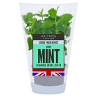 Cooks' Ingredients Mint Pot | Waitrose & Partners