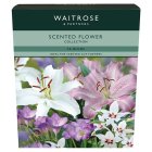 Waitrose Scented Flower Collection Bulbs | Waitrose & Partners
