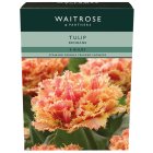 Waitrose Garden Tulip Brisbane | Waitrose & Partners